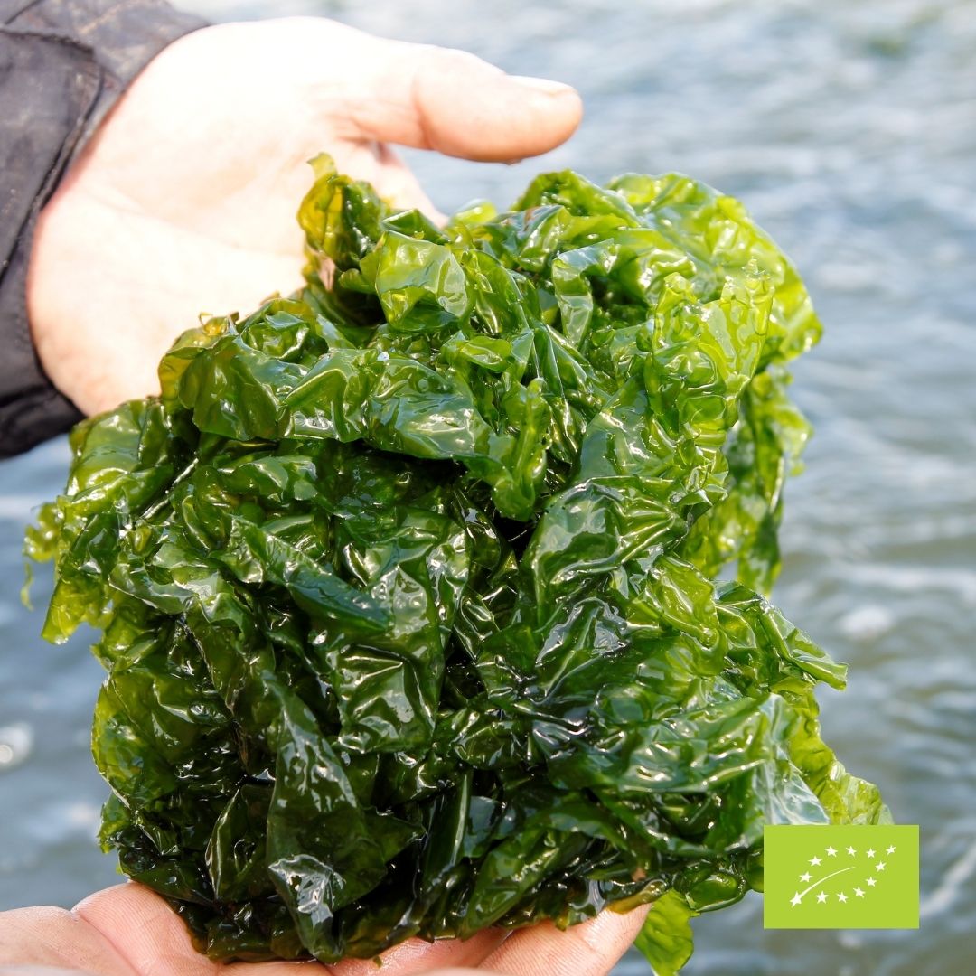 Vers zeewier BIO | WADZILT